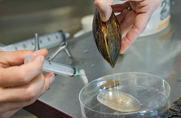 mussel dissection lab