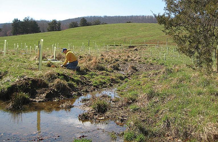 States lagging badly in planting streamside trees | Growth ...