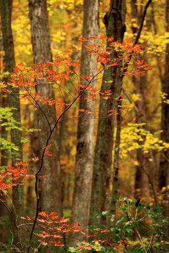 Wanton loss of Bay's least polluting land cover stumps the imagination ...