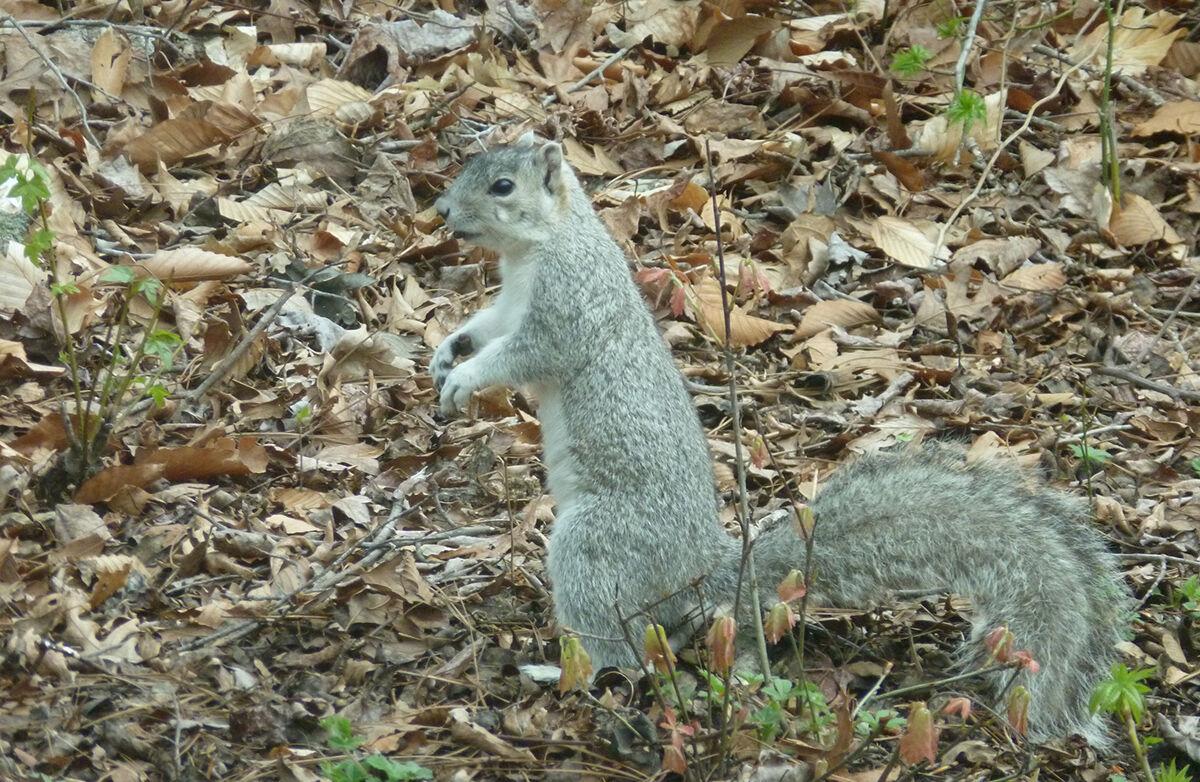 Grey Fox Squirrel