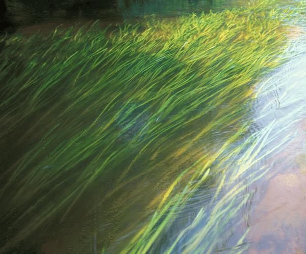 How savvy are you about SAV? | Chesapeake Challenge | bayjournal.com