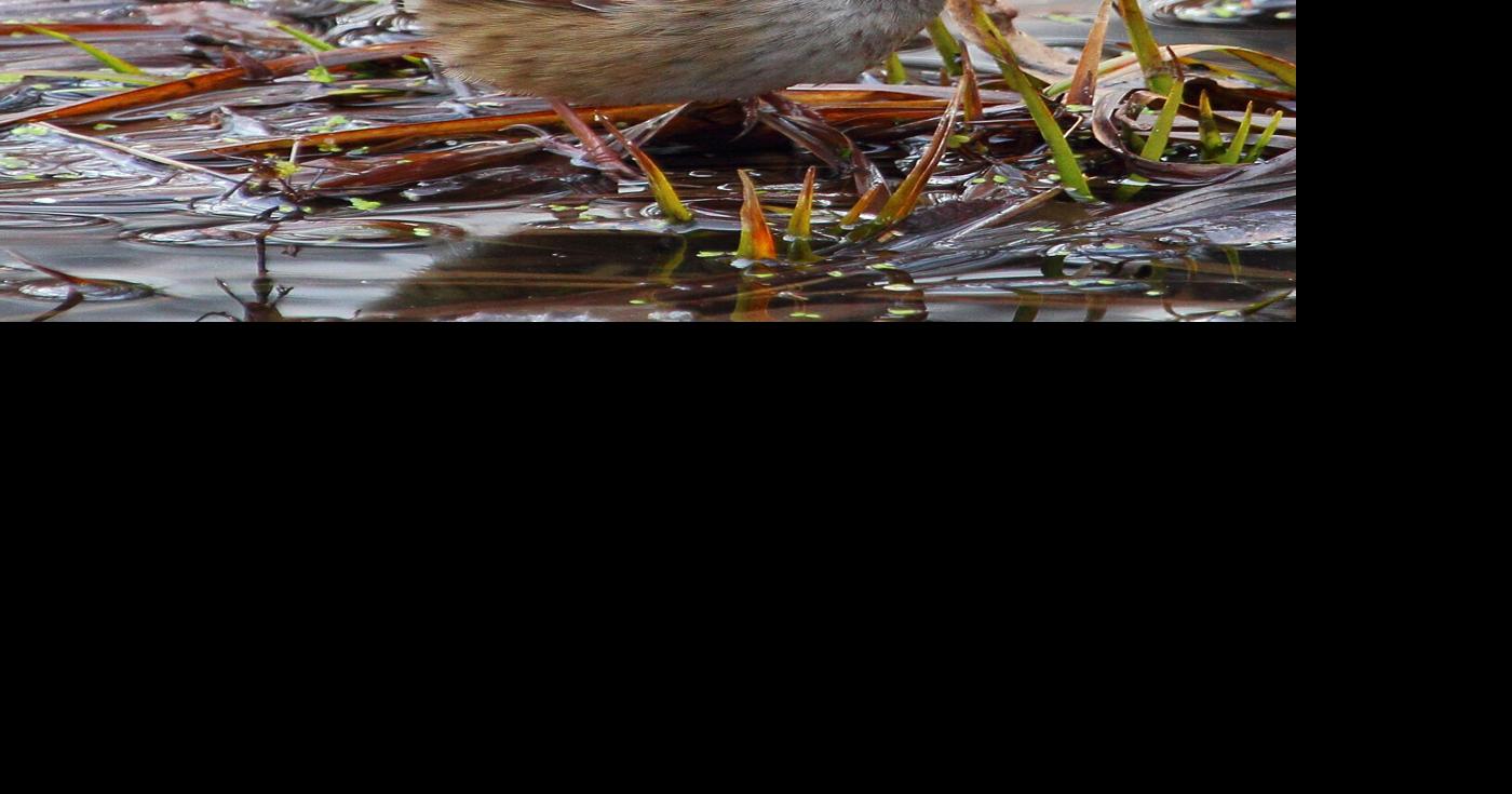 As water rises, coastal swamp sparrows will need refuge | On the Wing ...