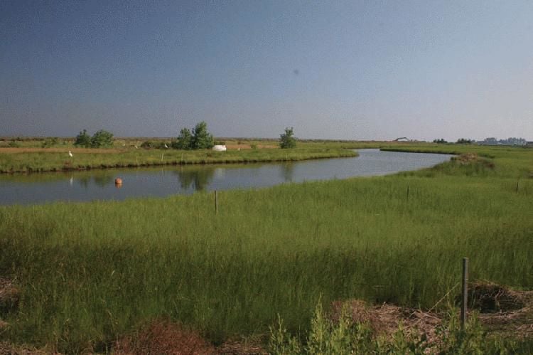 Poplar Island: Out of the spoils into the spectacular | Bay Naturalist ...