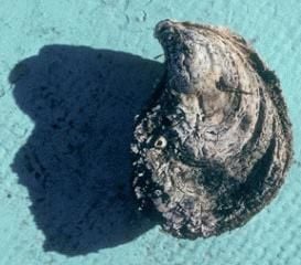 UMCES rears record number of oyster spat | Archives | bayjournal.com