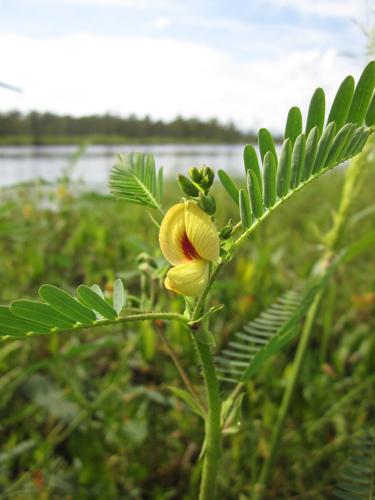 Federal wildlife refuge looks to expand in Southern Maryland | Growth ...