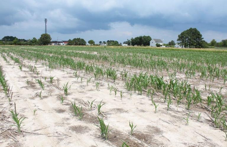 Salt patches, a product of rising seas, are spreading rapidly on the ...