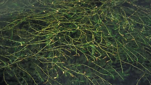 How savvy are you about SAV? | Chesapeake Challenge | bayjournal.com