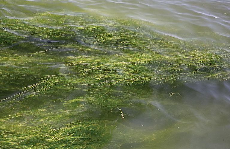 Underwater grasses up 8%; acreage is highest in decades | Wildlife ...