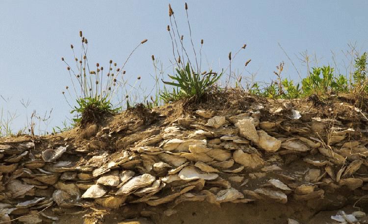 Middens offer pearls of wisdom about Chesapeake's geology | People ...