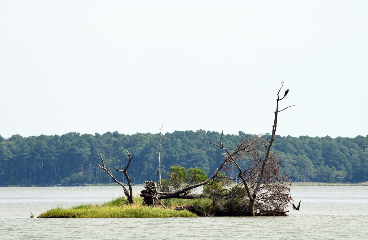In the Chesapeake Bay, an island is reborn one stone at a time ...