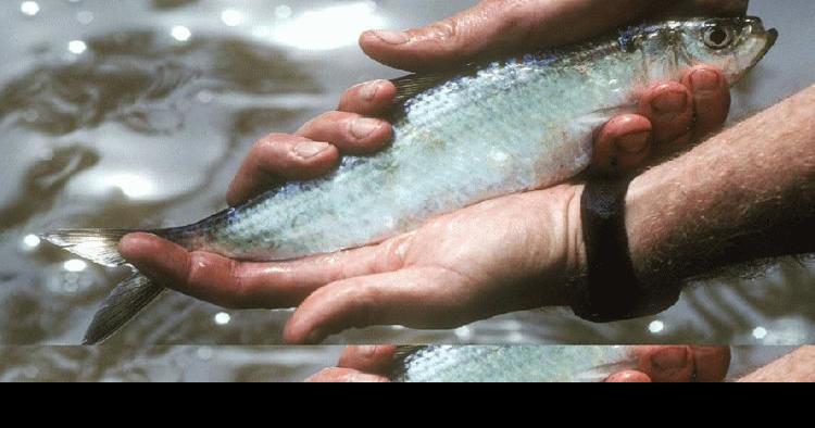 NRDC seeks 'threatened' status for blueback herring, alewife ...