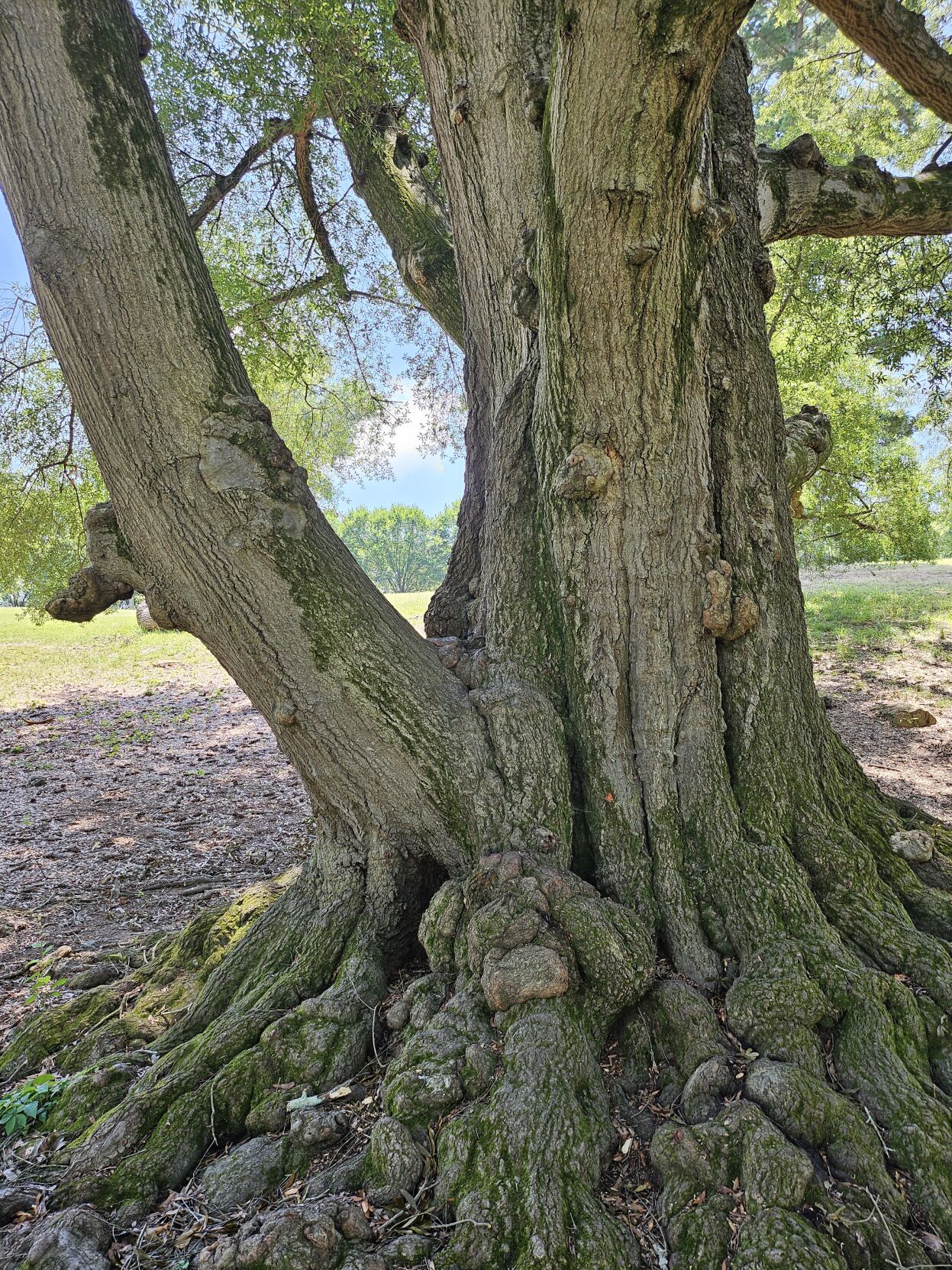 Big trees, important trees: a Chesapeake sampler | Travel | bayjournal.com