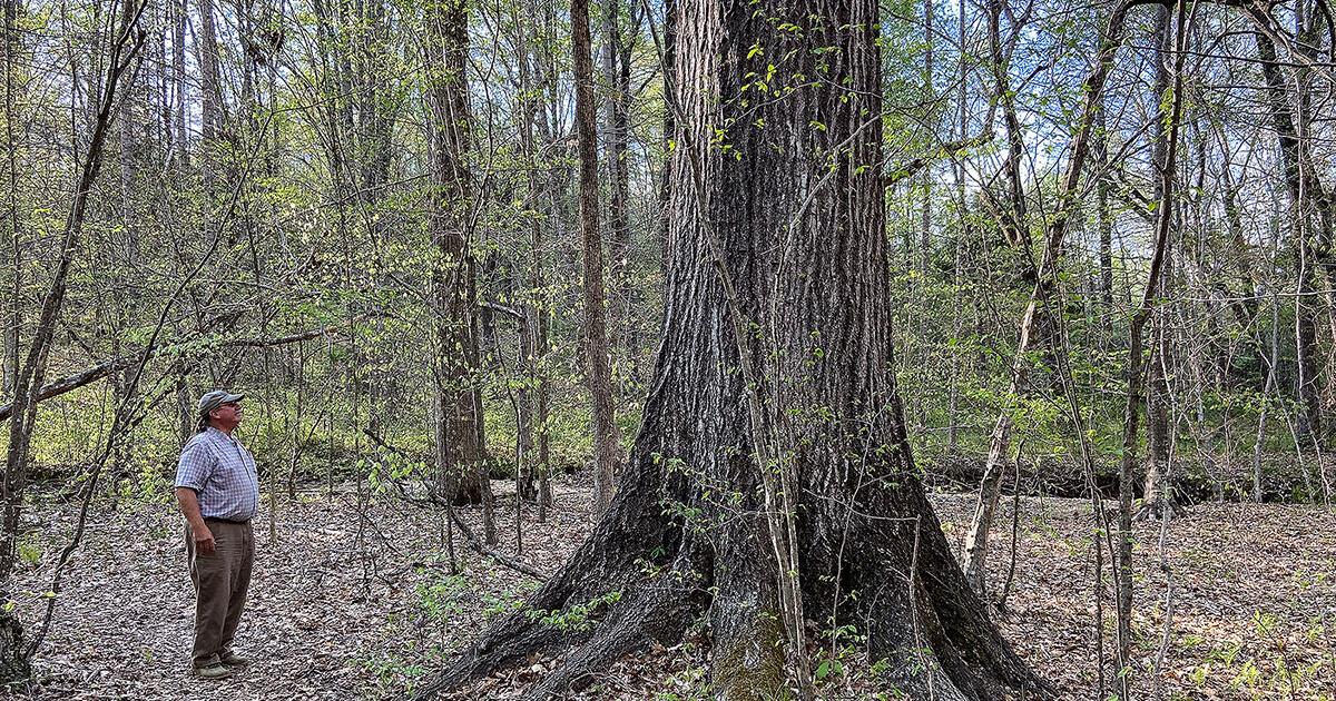 Virginia woodland preserves nature lover’s final wish | Travel ...