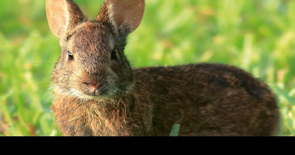 Rabbit roundup | Chesapeake Challenge | bayjournal.com
