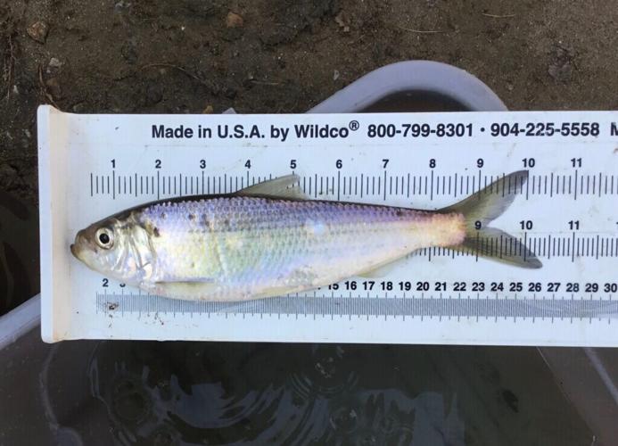 With the Patapsco’s Bloede Dam gone, fish heading upstream | Fisheries ...