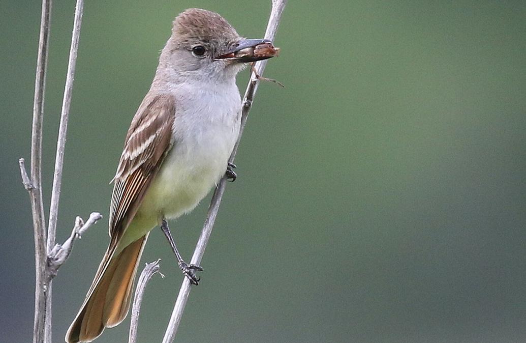 Great crested flycatchers: our backyard bug bombers | On the Wing ...