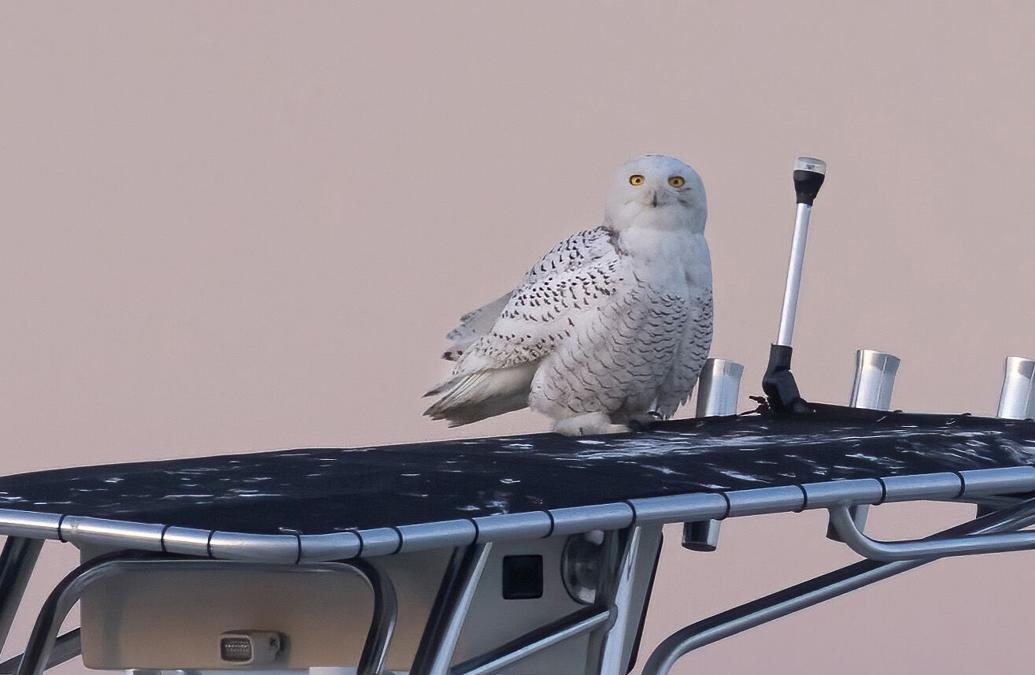 Cambridge cameo: Birders flock to rare snowy owl sighting | On the Wing ...