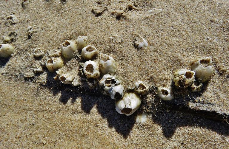 A closer look at barnacles, the original Super Glue | Bay Naturalist ...