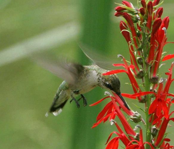 Without pollinators, our flowers, food supply face a stinging loss ...