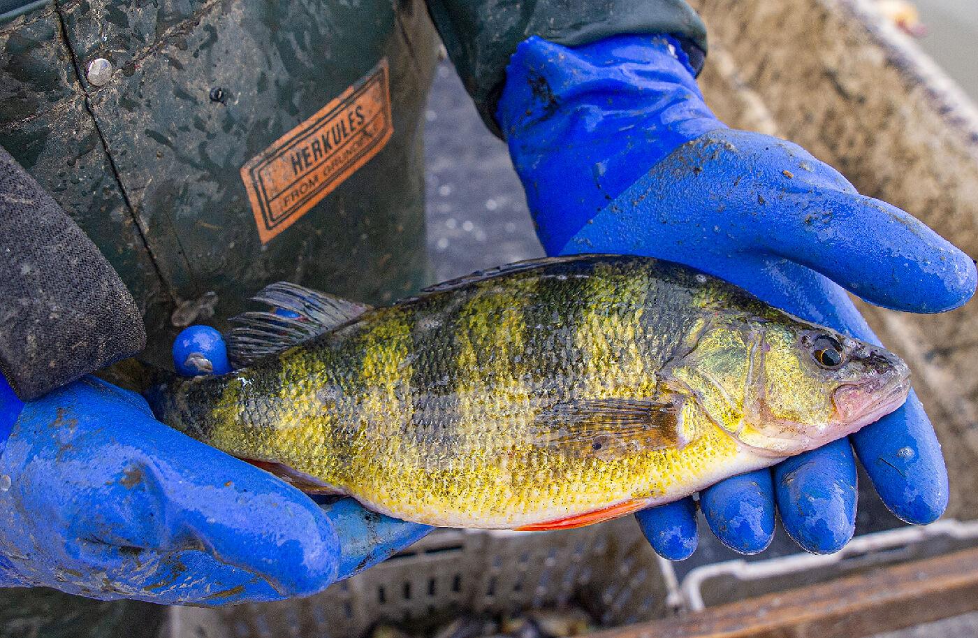Yellow perch run spawns hope in Magothy River | Fisheries | bayjournal.com