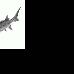True tales or false fish? | Chesapeake Challenge | bayjournal.com
