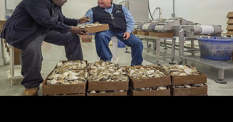 Entrepreneurs to build large private oyster hatchery in MD | Fisheries ...