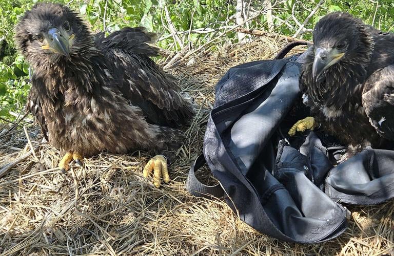 First baby eagles hatch on reborn Chesapeake island | Wildlife ...