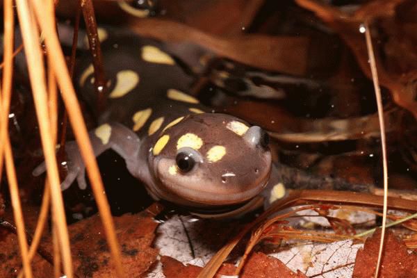 Temporary pools are a permanent part of amphibian life cycle | Wildlife ...