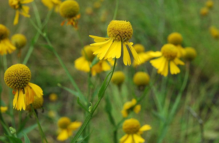 Preserve walks celebrate VA Natural Heritage Program's 30th year ...