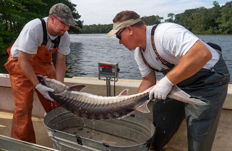 When a massive project threatened endangered sturgeon, science ...