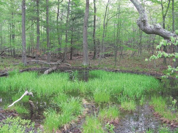 Temporary pools are a permanent part of amphibian life cycle | Wildlife ...