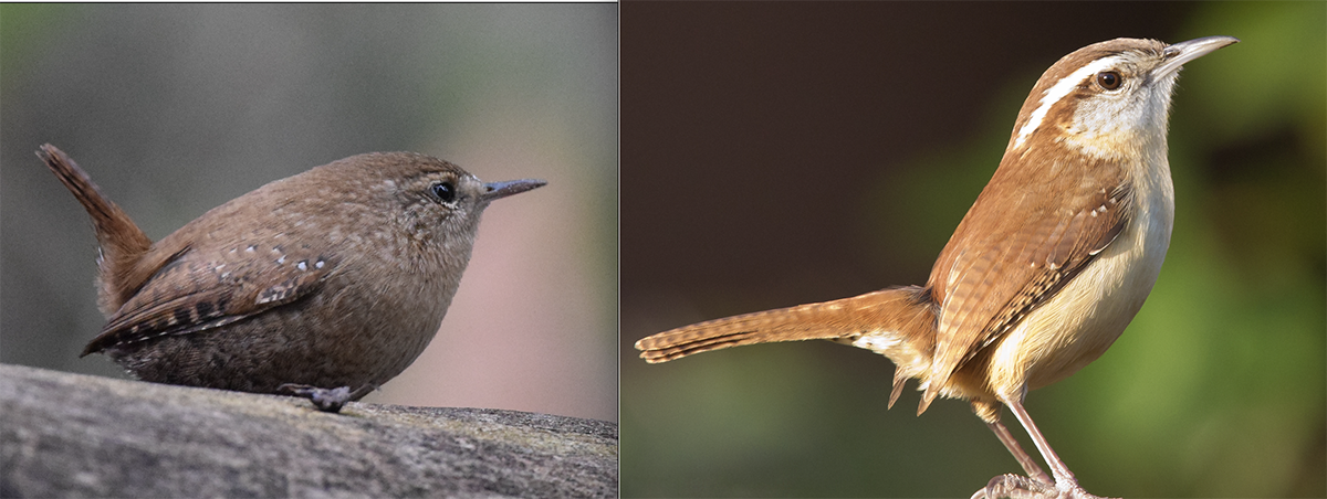 The winter wren: a little brown bird with a great big voice | On the ...