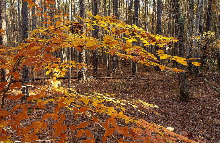 Climate change leaving some plants, trees in the dust | Climate Change ...