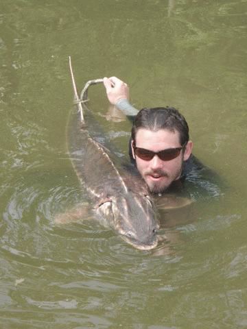 VA scientists searching for secrets of stealthy sturgeon | Fisheries ...