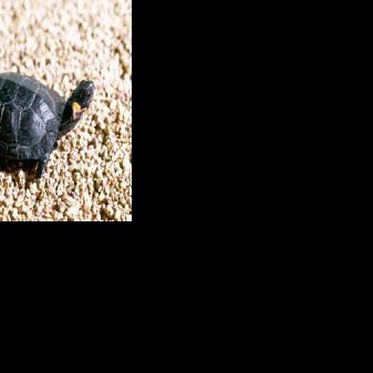 Turtle teaser | Chesapeake Challenge | bayjournal.com
