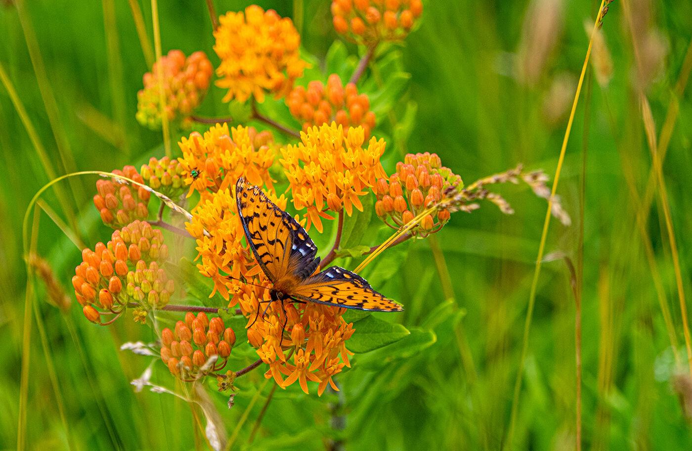 Rare butterflies find refuge thanks to explosions at Pennsylvania ...