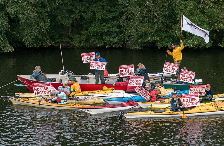 Salmon farm developer withdraws discharge permit request amid sturgeon ...