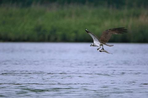 Phenomenal fish eaters | Chesapeake Challenge | bayjournal.com
