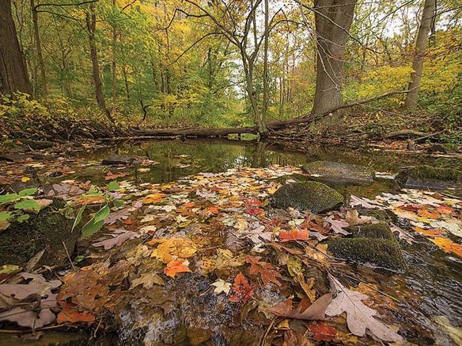 Forest buffer research reveals more benefits than previously thought ...