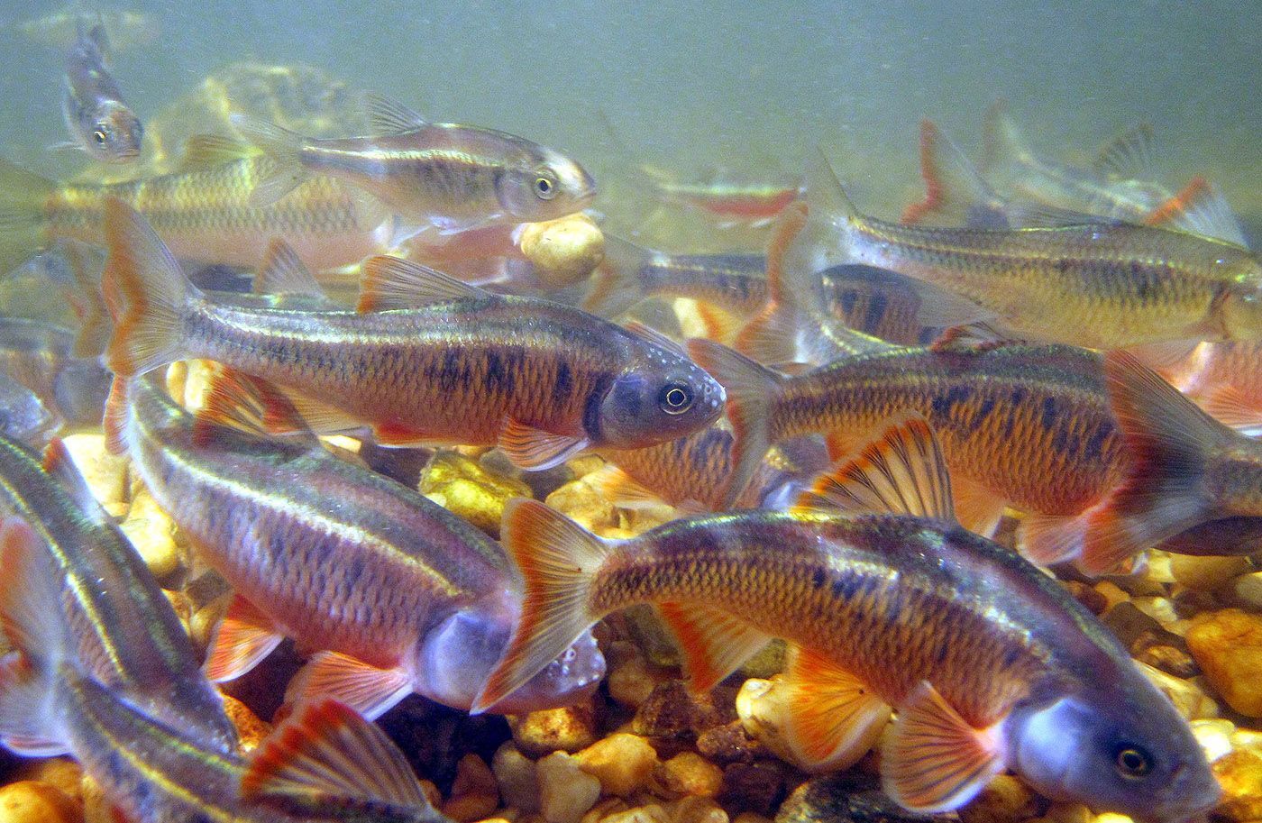 Snorkeling in streams year-round, Pennsylvania man finds hidden worlds ...
