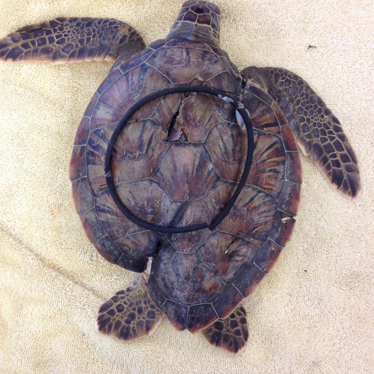Death by plastic: Bay’s sea turtles, marine mammals imperiled by ...
