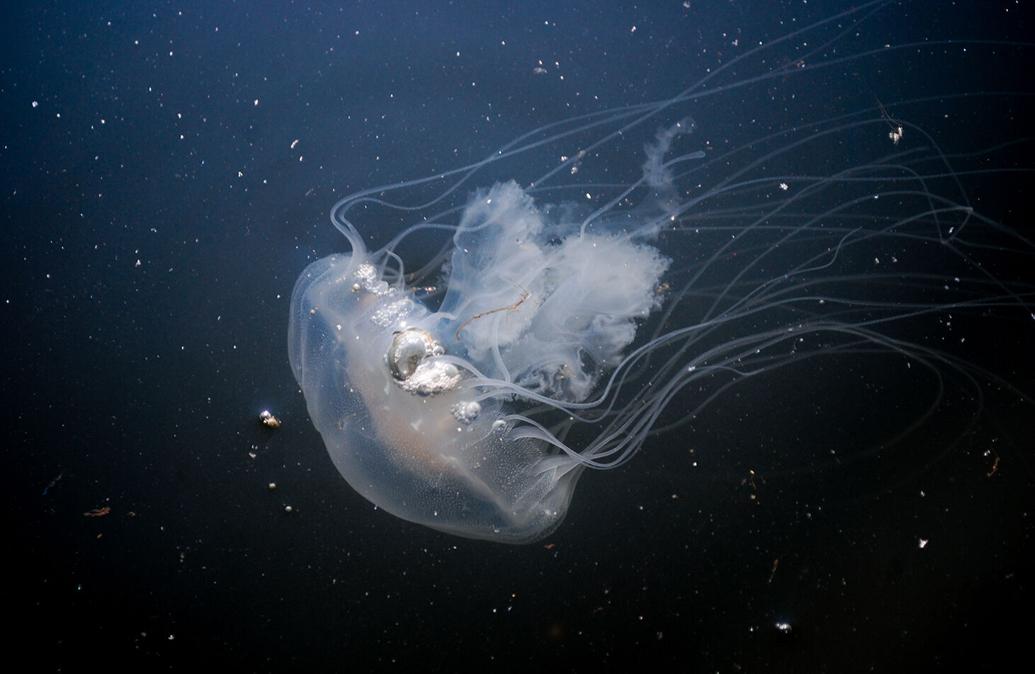 That nettlesome jellyfish, the sea nettle | Chesapeake Challenge ...