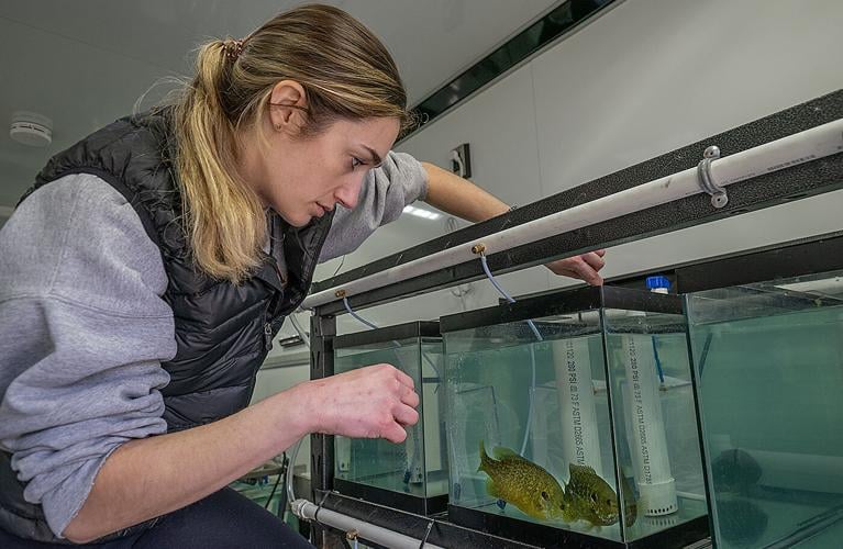Have mussels, will travel: New mobile lab gives bivalves a lift ...