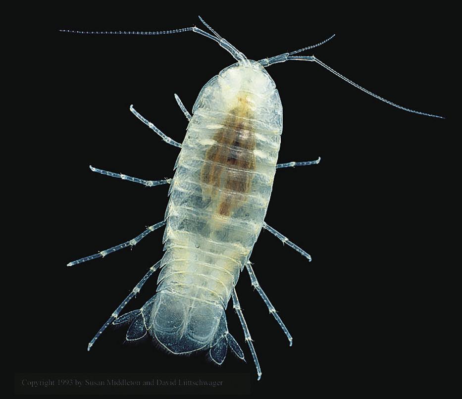 Virginia cave, home to unique isopod, gains permanent protection ...