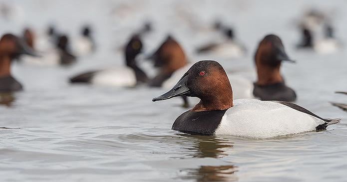 how to make a duck raft