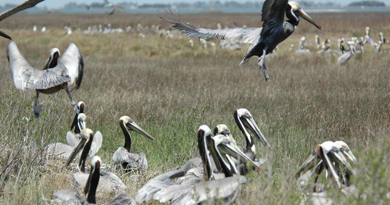 do brown pelicans migrate