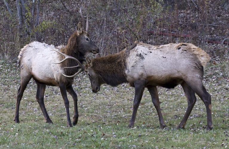 Pennsylvania's elk herd a testament to conserving wide open spaces ...