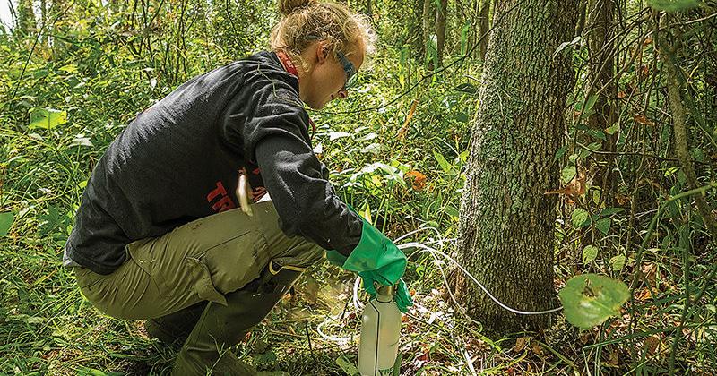 Scientists using costly triage to spare some ash trees from extinction ...