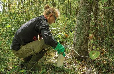 Scientists using costly triage to spare some ash trees from extinction ...