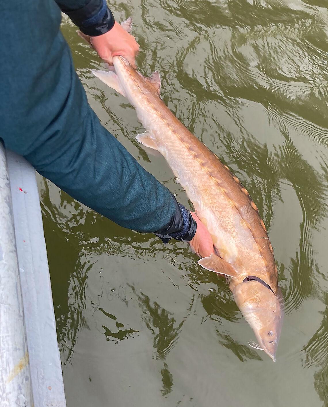 Anglers hook rare sturgeon in Potomac | Fisheries | bayjournal.com